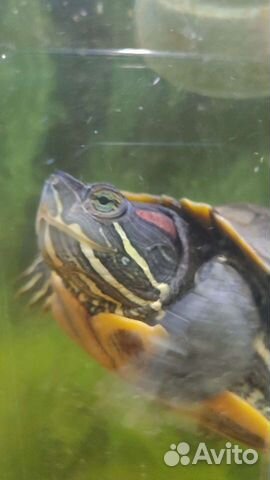 Красноухии черепахи с аквариумом