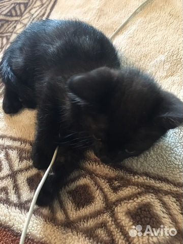 Котёнок