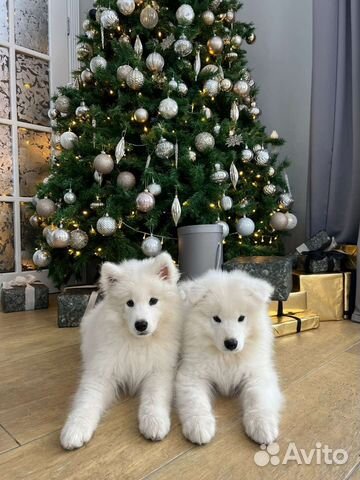 Самоедская лайка