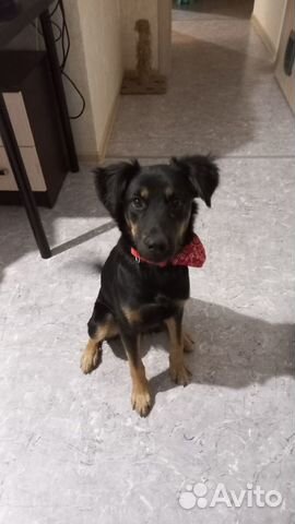 Собака в добрые руки