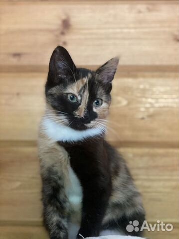 Петрушка Котенок в поиске дома