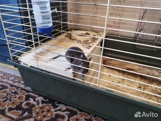 Белка домашняя