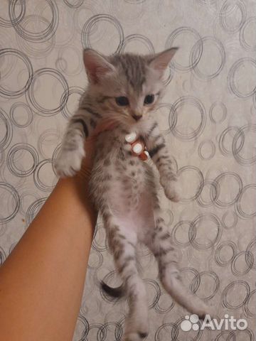 Кошка