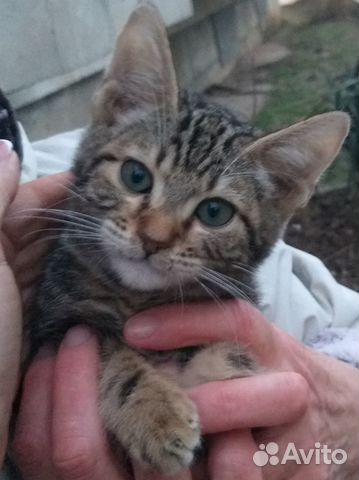 Отдам котенка в добрые руки