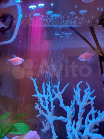 Тернеции гло