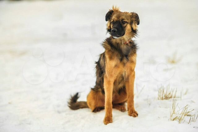 Малыши отдаются в дар