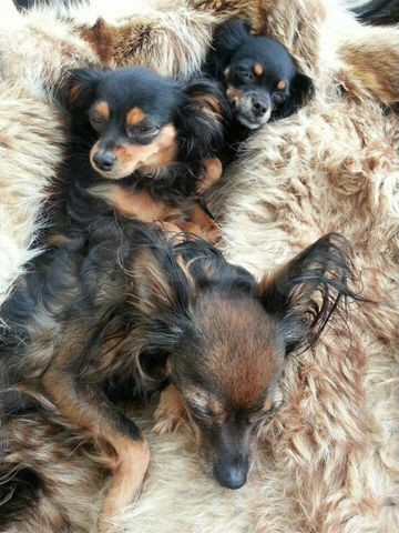 Нужен жених для симпатичных собачек