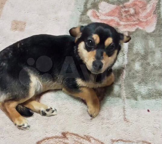 Собака Милаша ищет хозяина. Отдадим в хорошие руки