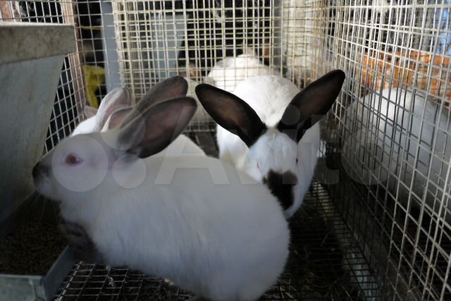 Калифорнийские 5- 9 мес кролы и сукрольные