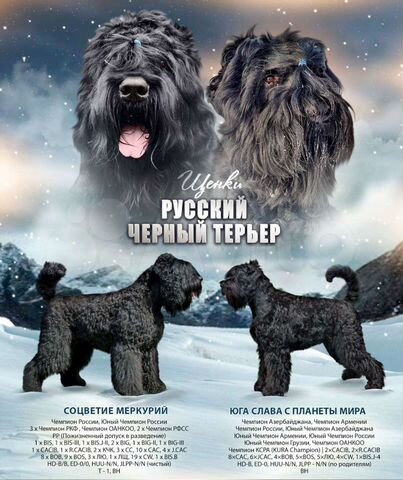 Щенки русского черного терьера