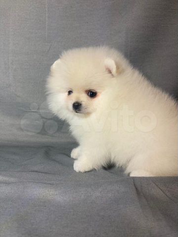 Шпиц, шикарные пушистики от померанцев