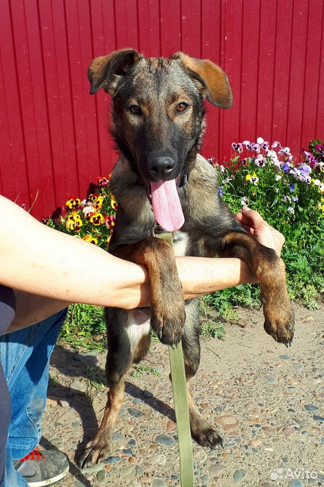 Руффи ищет дом