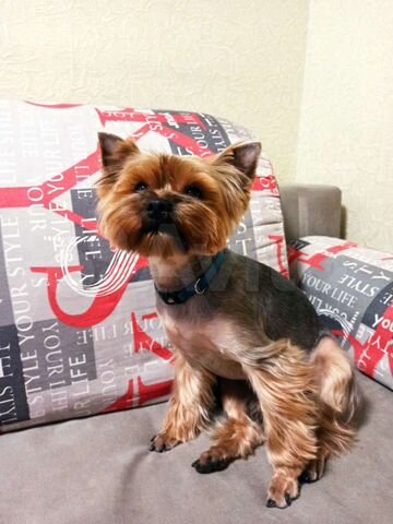 Йоркширский терьер