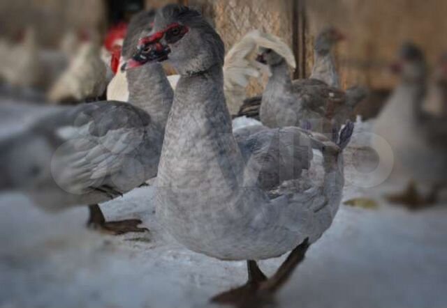 Селезень лавандовой индоутки