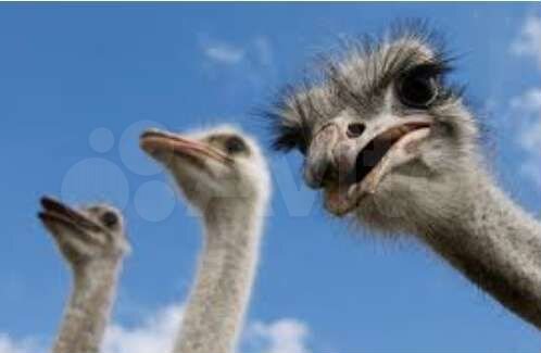 Страусы с доставкой по РФ
