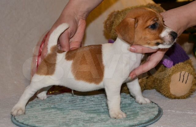 Чистокровные «щенки шоу-класса»