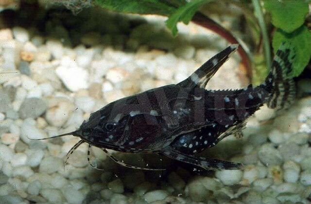 Аквариумные сомики Агамикс