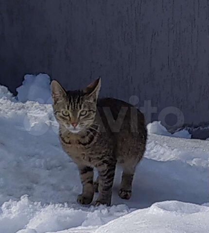 Пестрый котенок добрейший, мальчик, 4мес