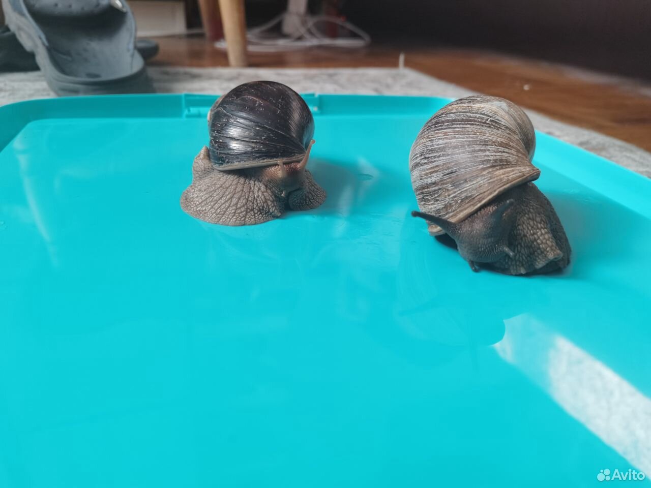 Улитки Ахатин Лиза и Матильда