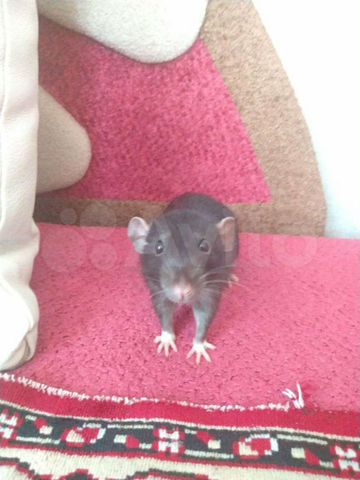 Породистые малыши крыски