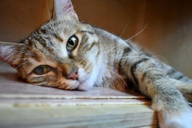 Кошка Люси 1,5 года ищет семью