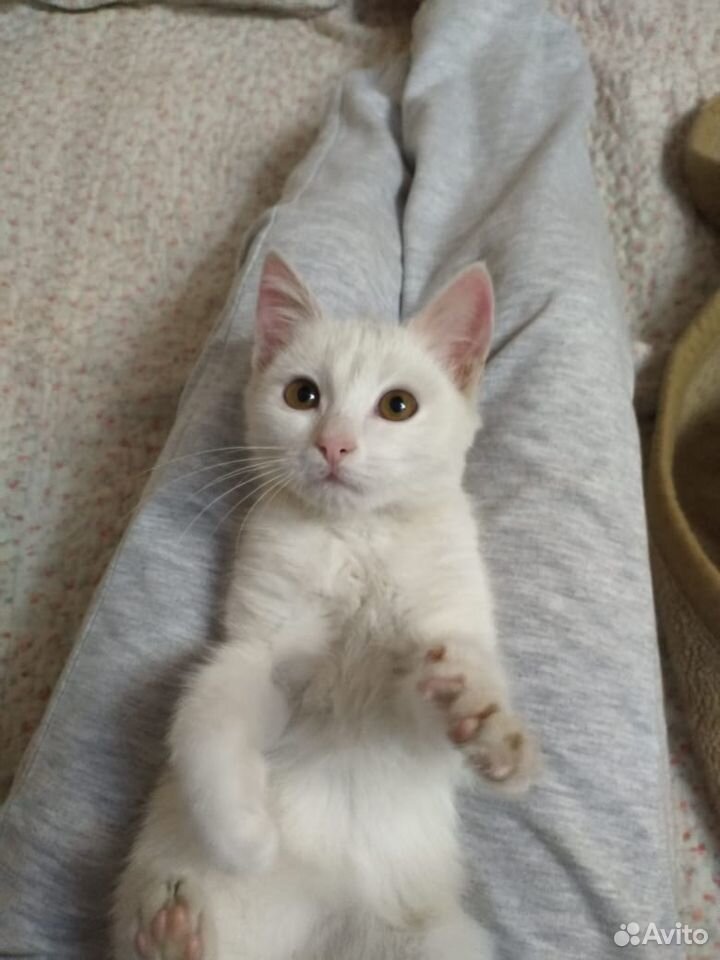 Котёнок - девочка