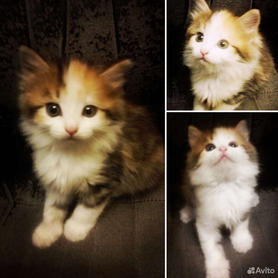 Котольвица в добрые руки