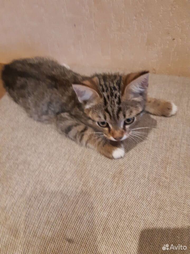 Отдам котенка в хорошие руки