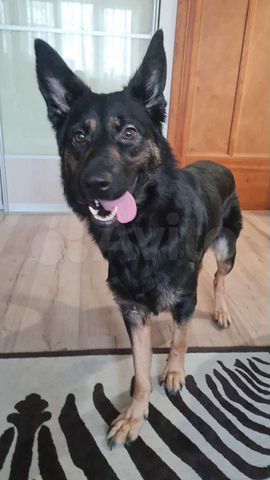 Найдена собака