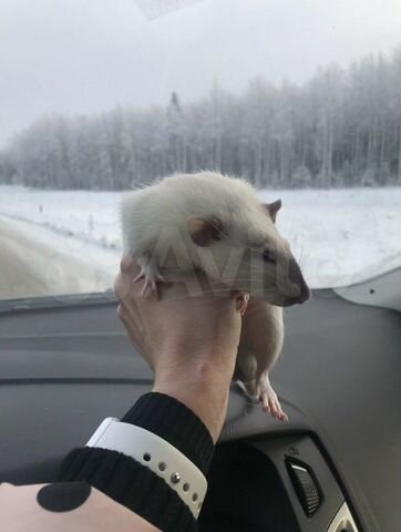 Ищу невесту