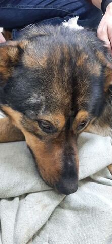 Молодой пес в добрые руки