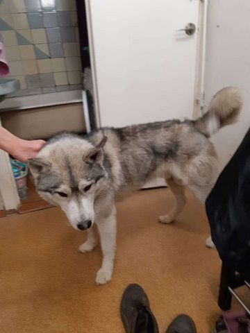 Найден кобель хаски