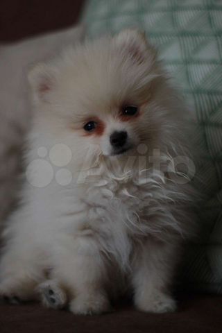 Щенки померанского шпица