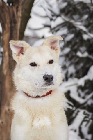 Небольшая белая зефирка Ангелина в дар