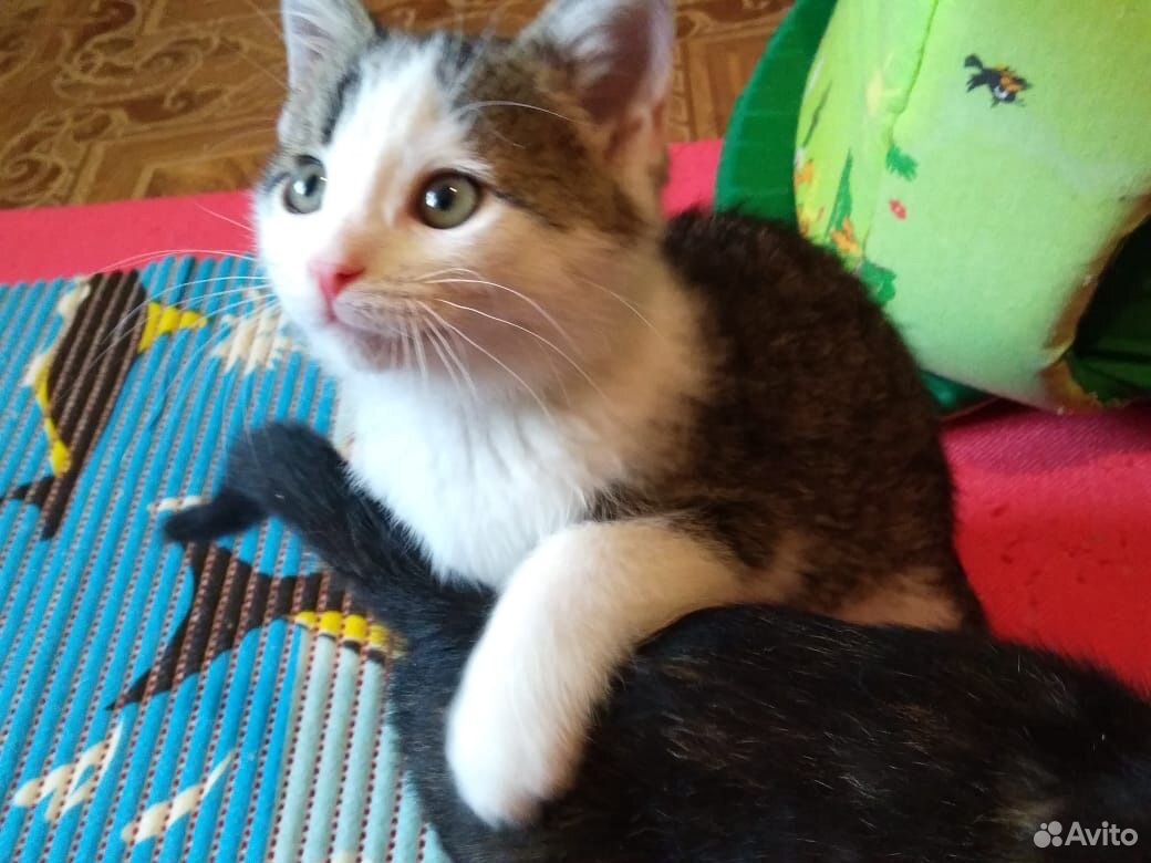 Игривый полосатый котёнок