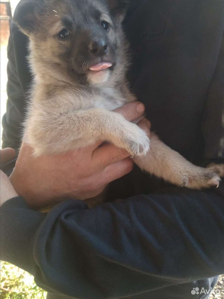 Щенята дворняги