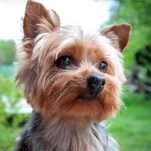 Йоркширский терьер