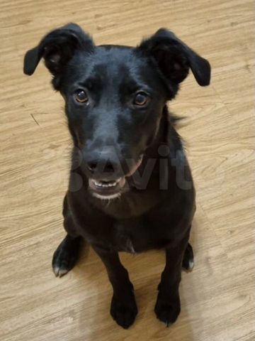 Блэк, замечательный пёс, ищет дом