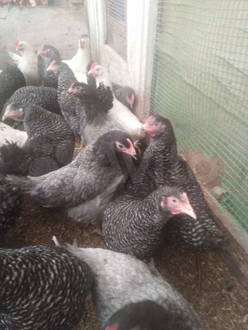 Куры молодки несушки Родонит Доминант Коралл