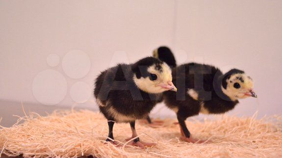 Индюшата artisan