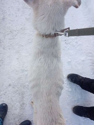 Истощенные собаки в отлове