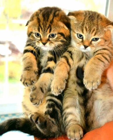 Котятки Шотландские, Клубные, плюшевые Милашки