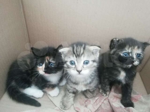 Шотландские котята
