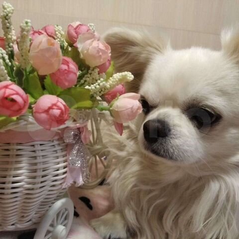 Чихуахуа приглашает на свидание