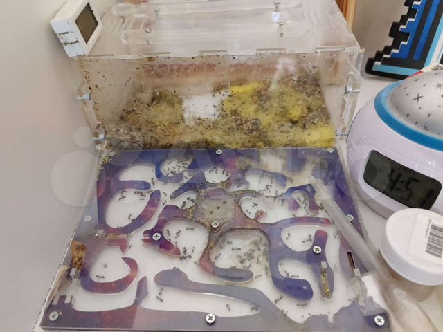 Муравьиная ферма с муравьями