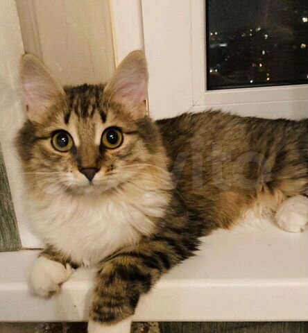 Сибирский котенок Тимоша в дар 4 мес