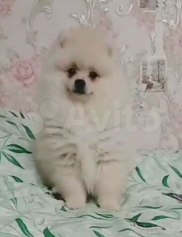 Супер пупер Шикарный мальчик Померанский Шпиц, под