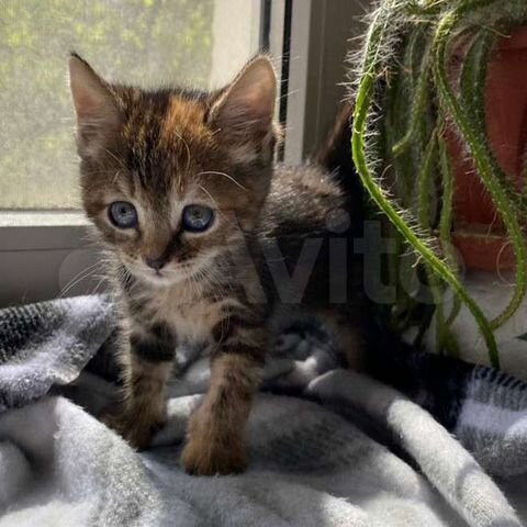 Кошка Ириска