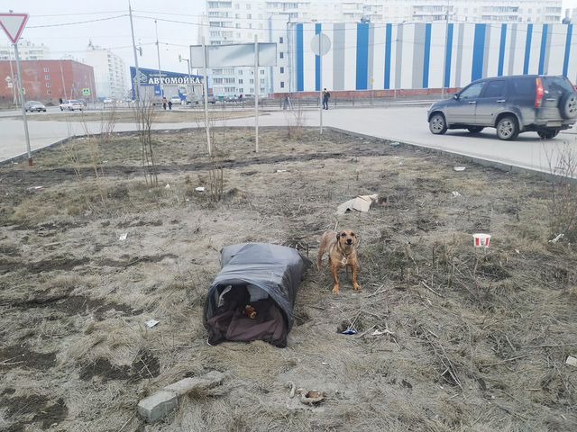 В чистой слободе найдена собака (с ошейником и