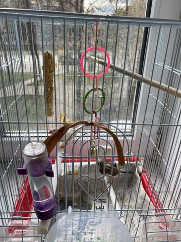 Амадины с клеткой